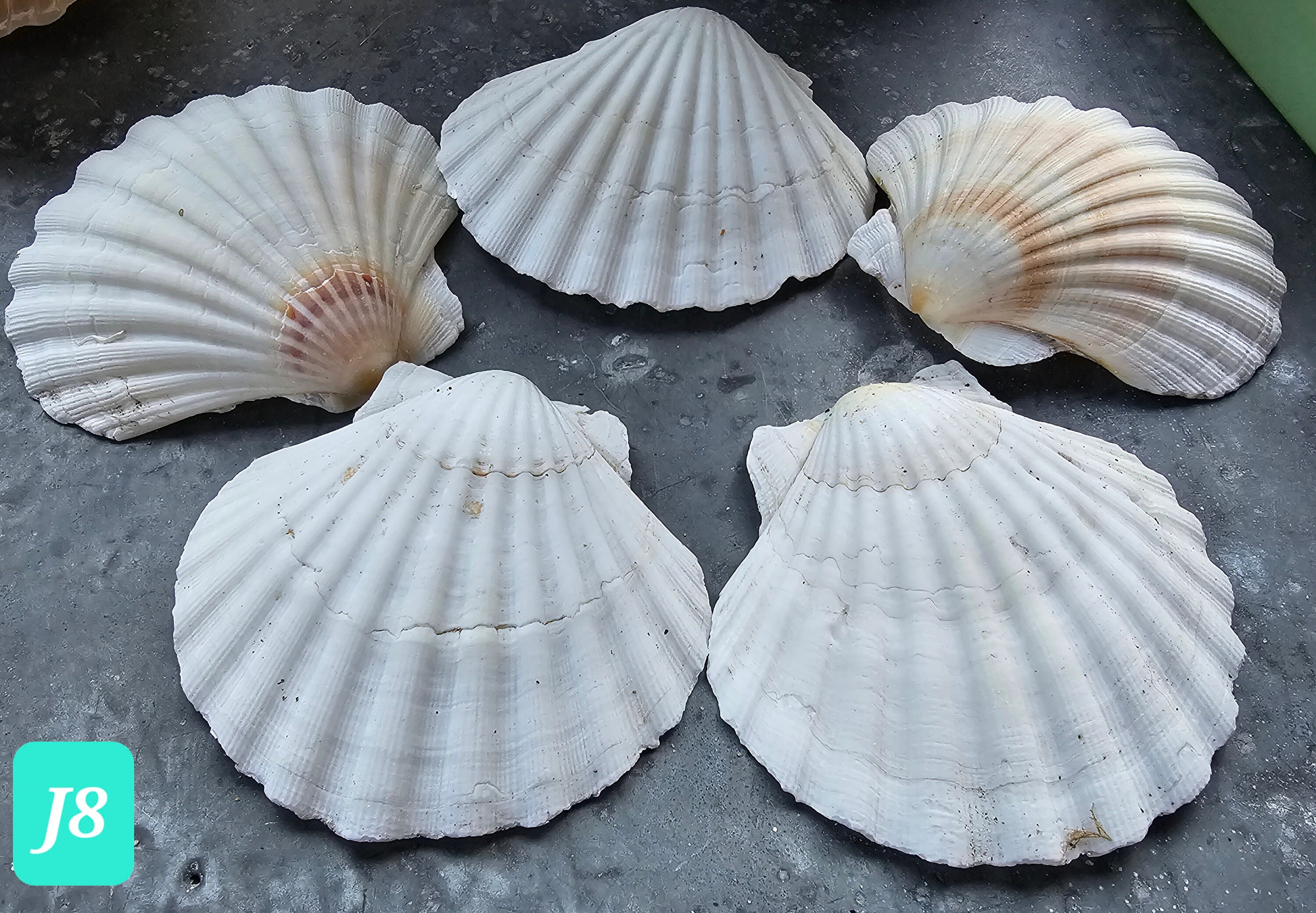 Scallops In Ocean