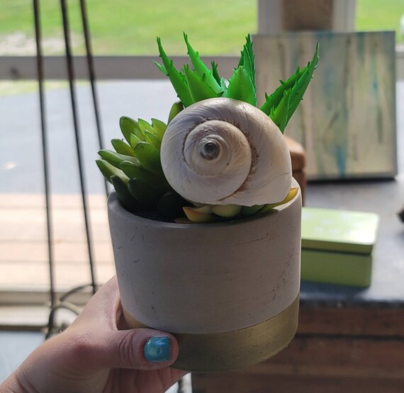 Home Décor Hand Crafted 15.5 Large Moon Snail Shell Vase Planter W ...