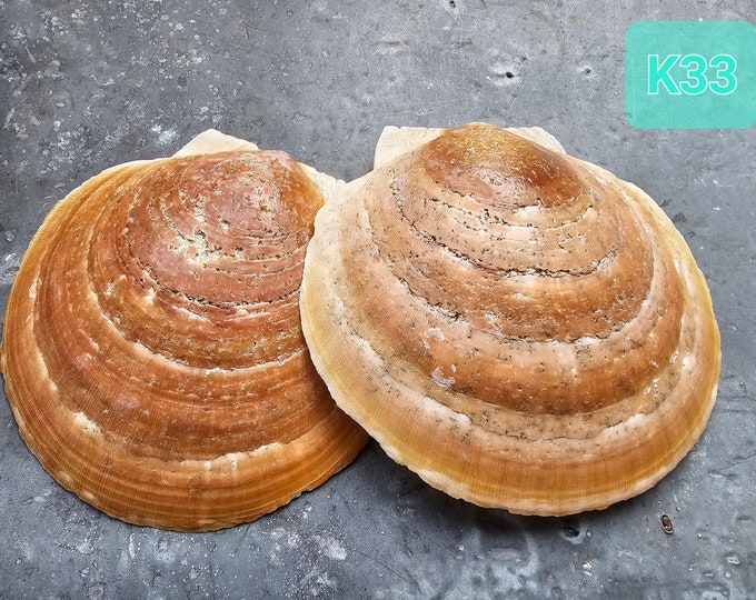 2 Atlantic Deep Water Sea Scallop Shells Set k33 / Beach Decor/ocean ...