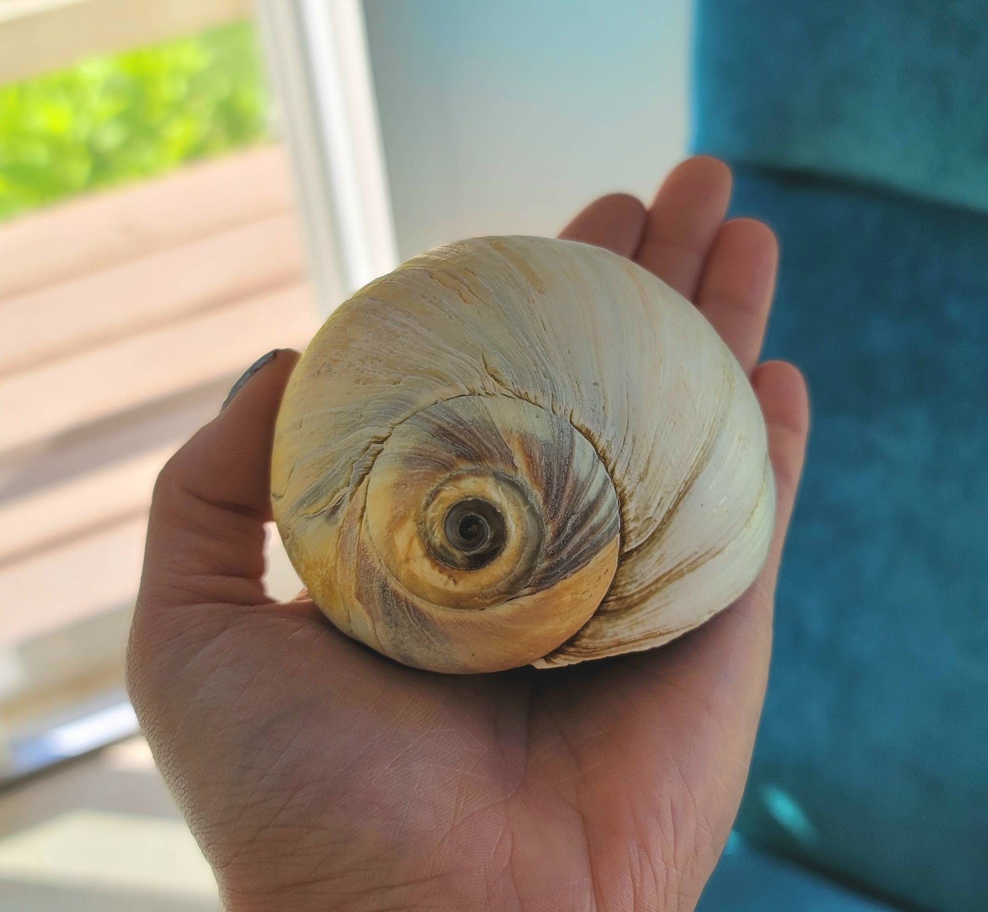 Moon Snail Shell