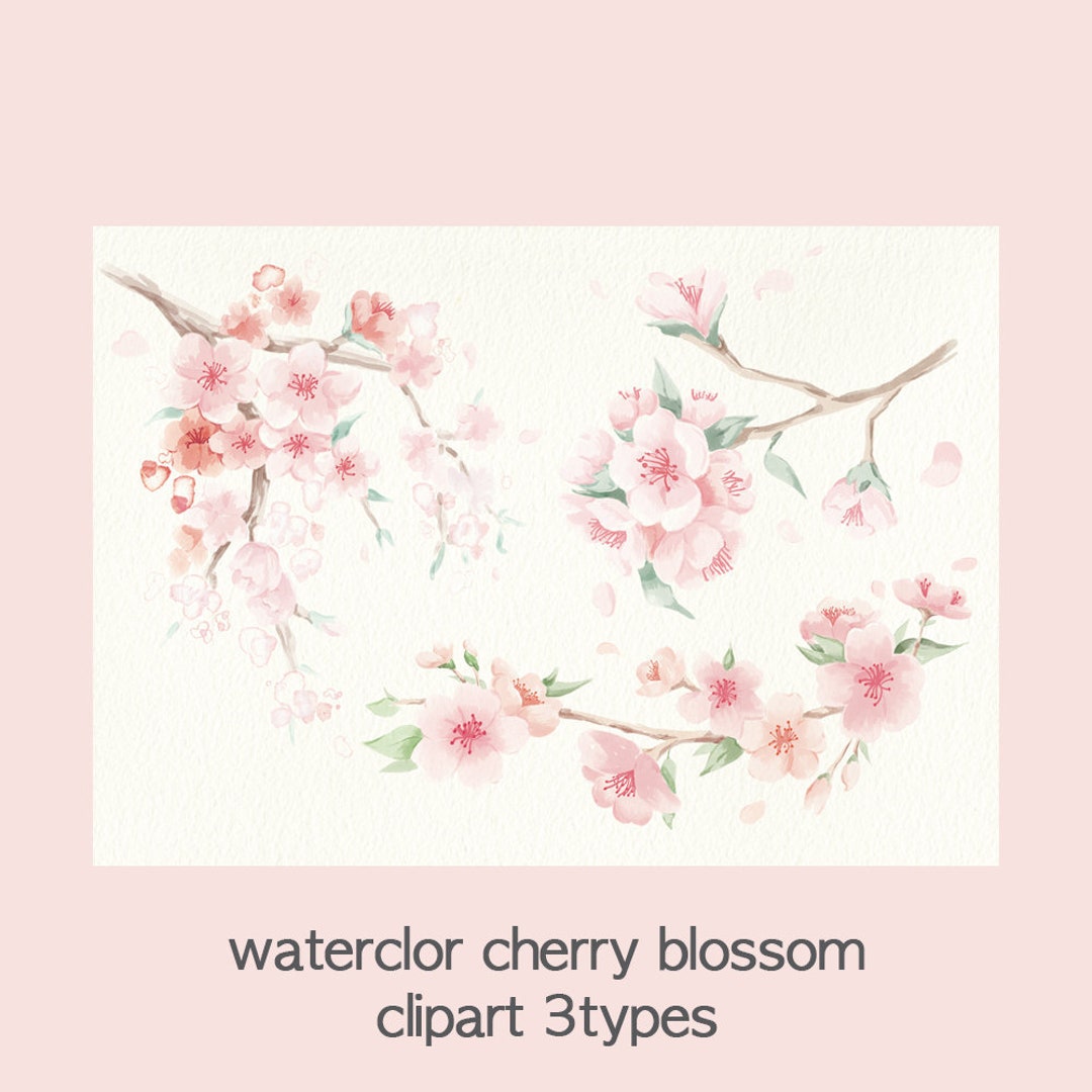 Watercolor Clipart Cherry Blossom (jpg,png) - Etsy