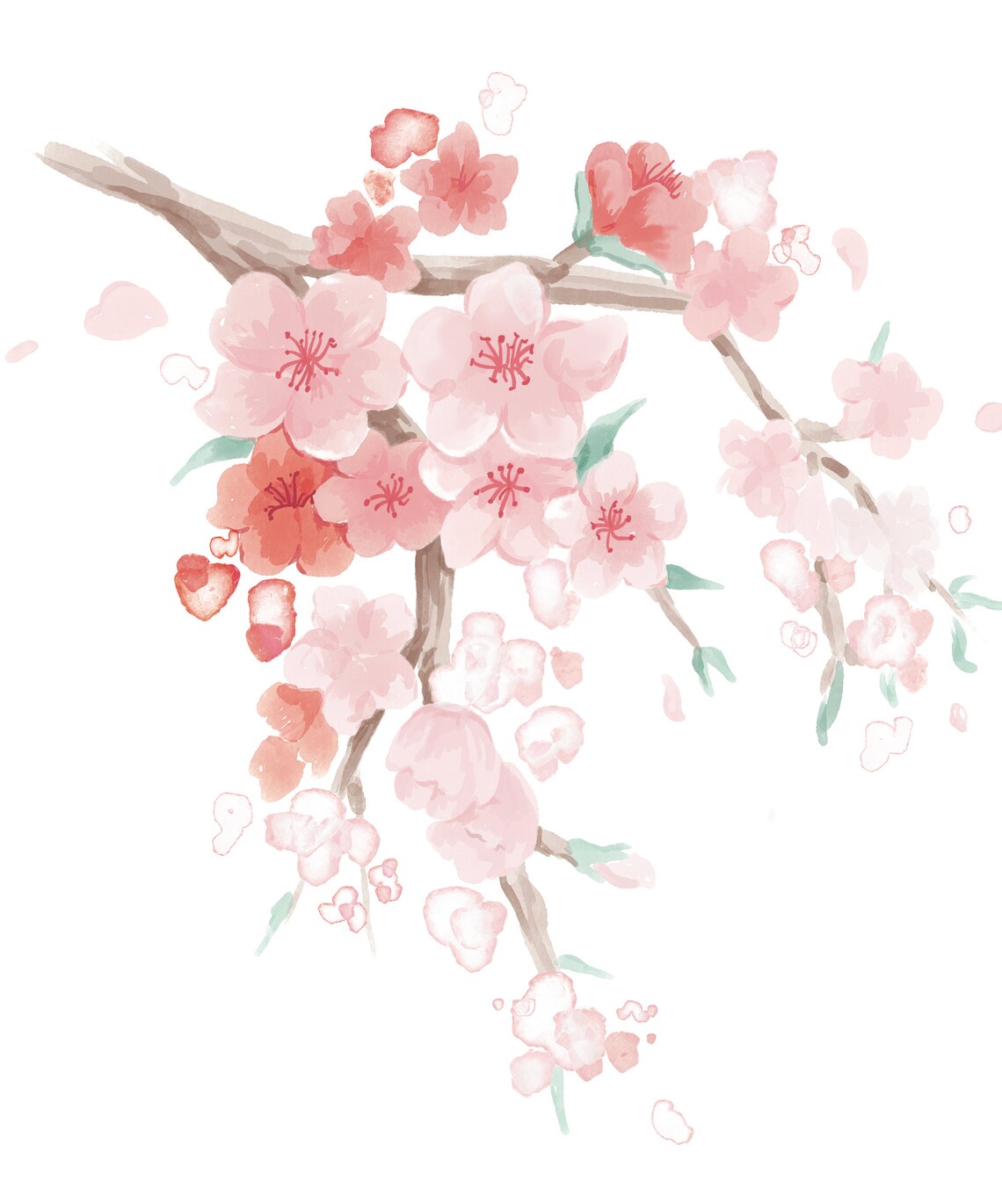 Watercolor Clipart Cherry Blossom jpg,png - Etsy