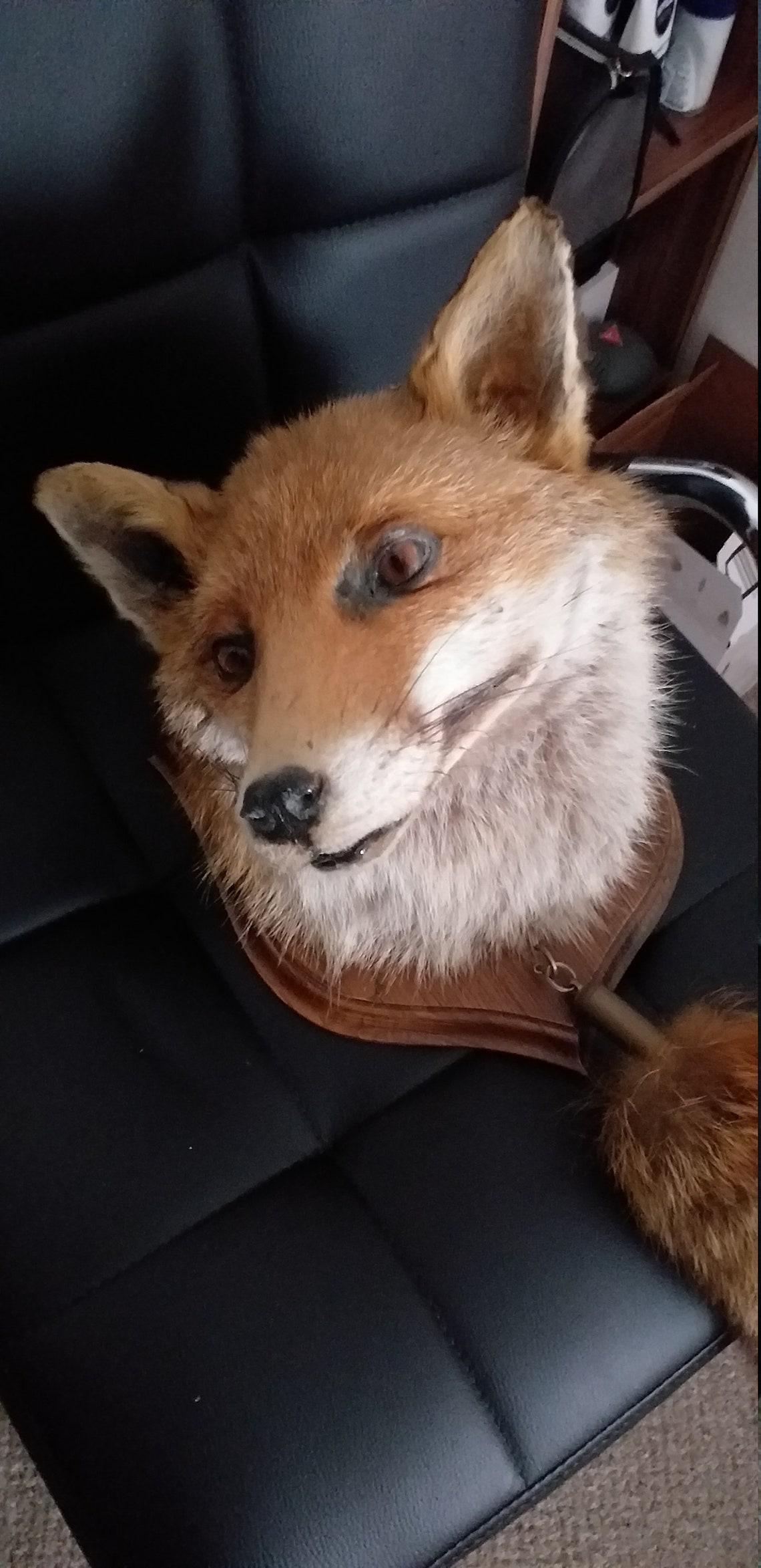 Red fox head and tail. Taxidermy. Wall mount | Etsy