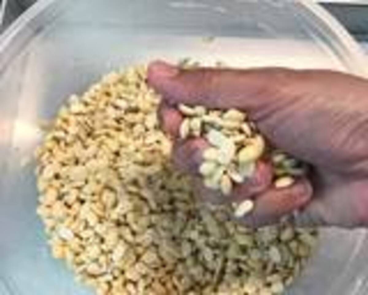 High-quality Tempe Starter for Authentic Indonesian Homemade Tempe ...