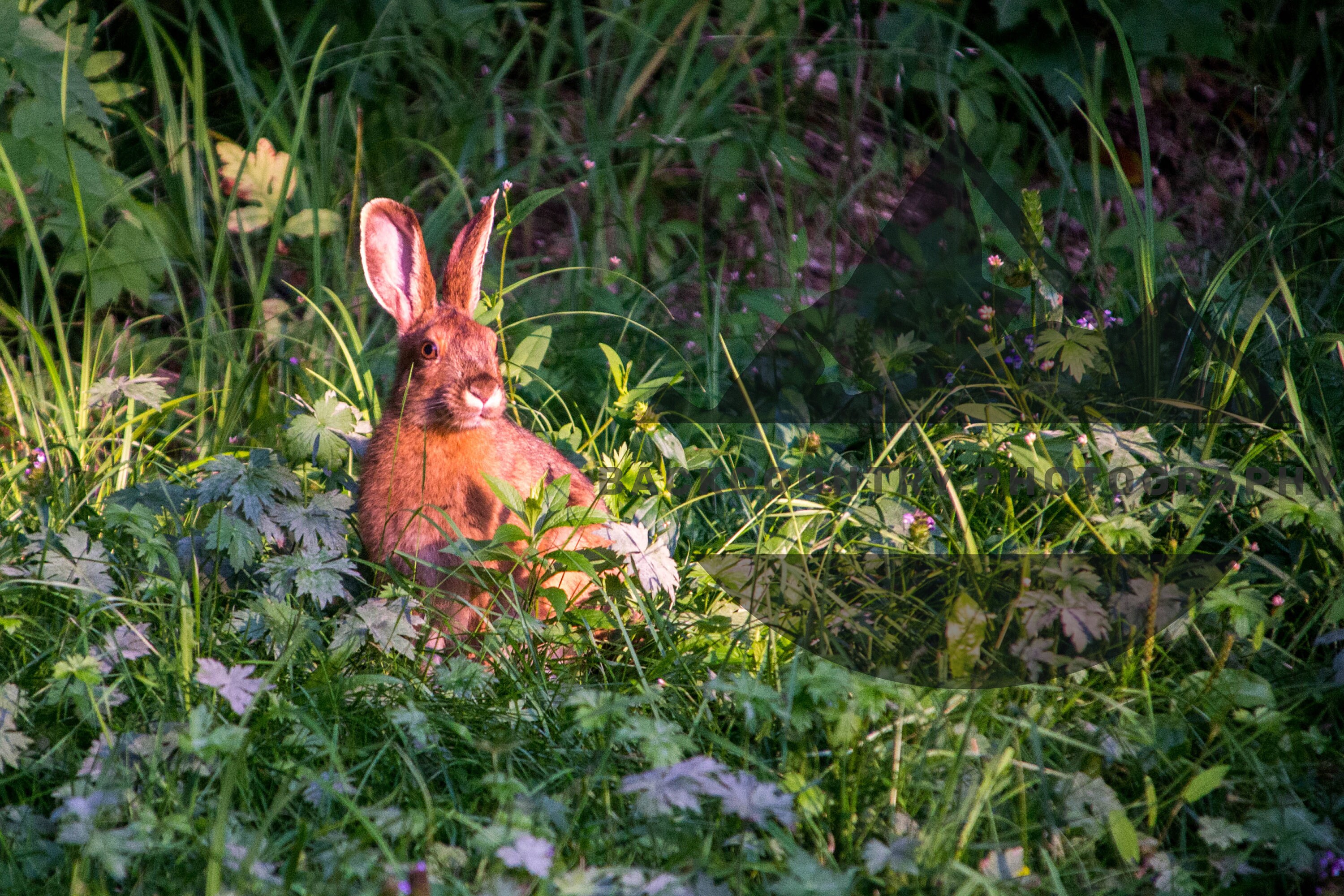 Relaxed Rabbit Digital Download | Etsy