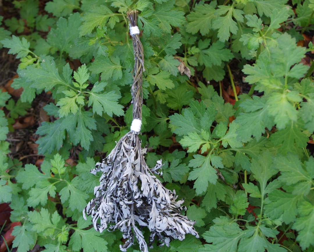 Mugwort Witch's Brooms Besom Magic for Witchcraft and Spellcasting - Etsy