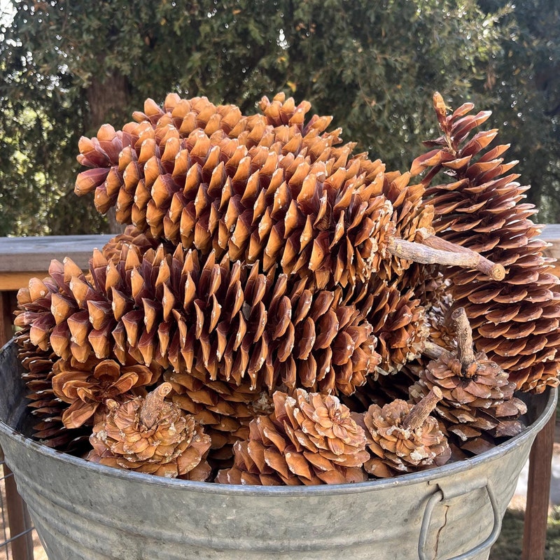 Pine cone - Etsy