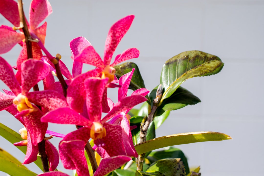 Pink Orchid, Oahu, Hawaii, Jpeg File, Download - Etsy