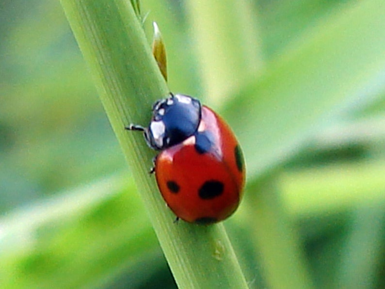 Seven Spot Ladybug, Insect, Oahu, Hawaii, Jpeg File, Download - Etsy