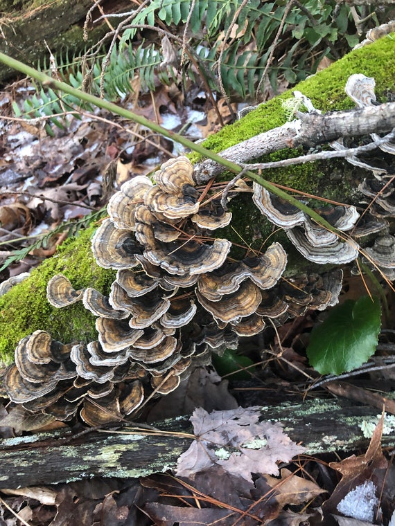 Dried Turkey Tail Mushrooms - Etsy
