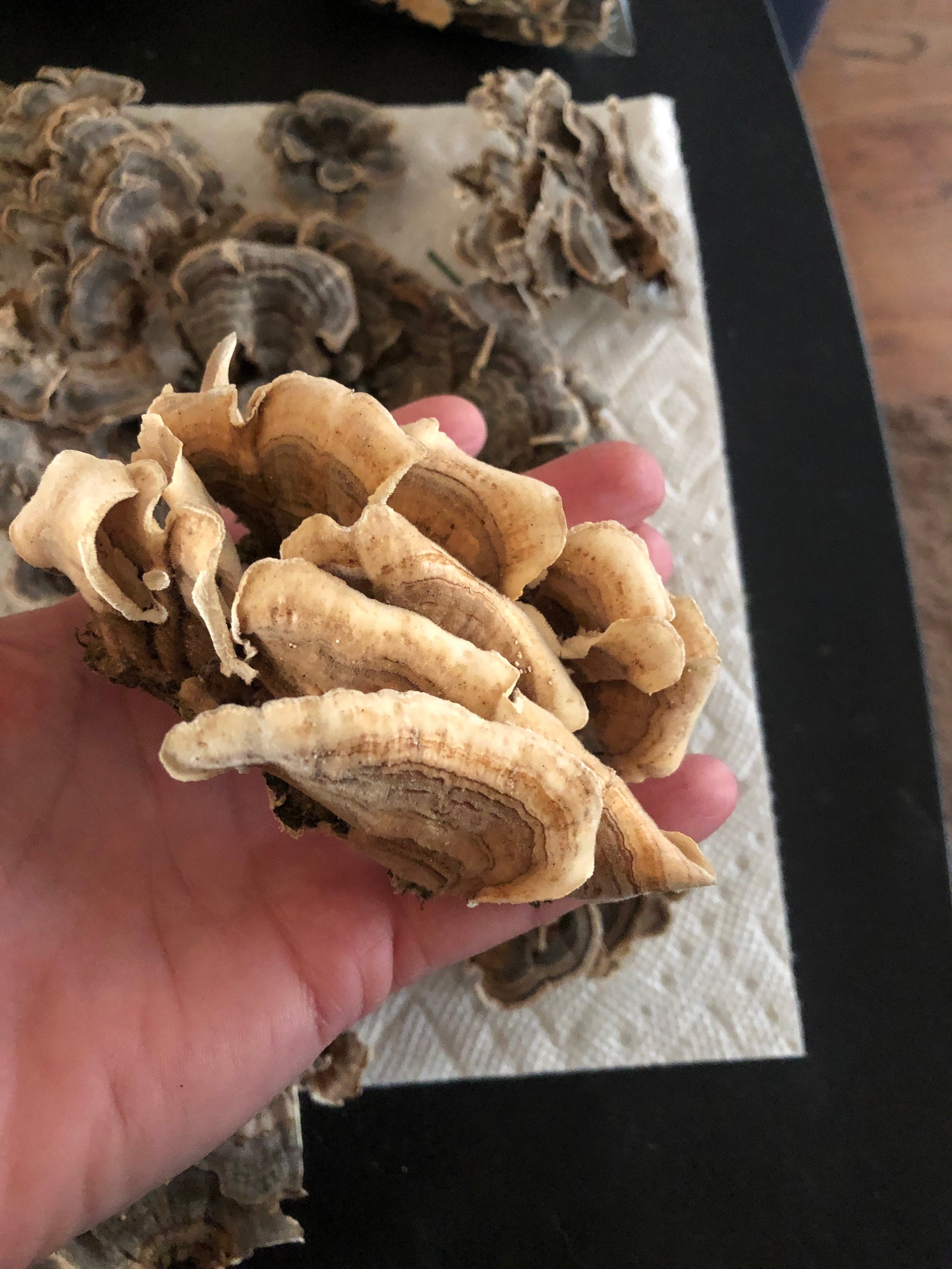Turkey Tail Samples - Etsy