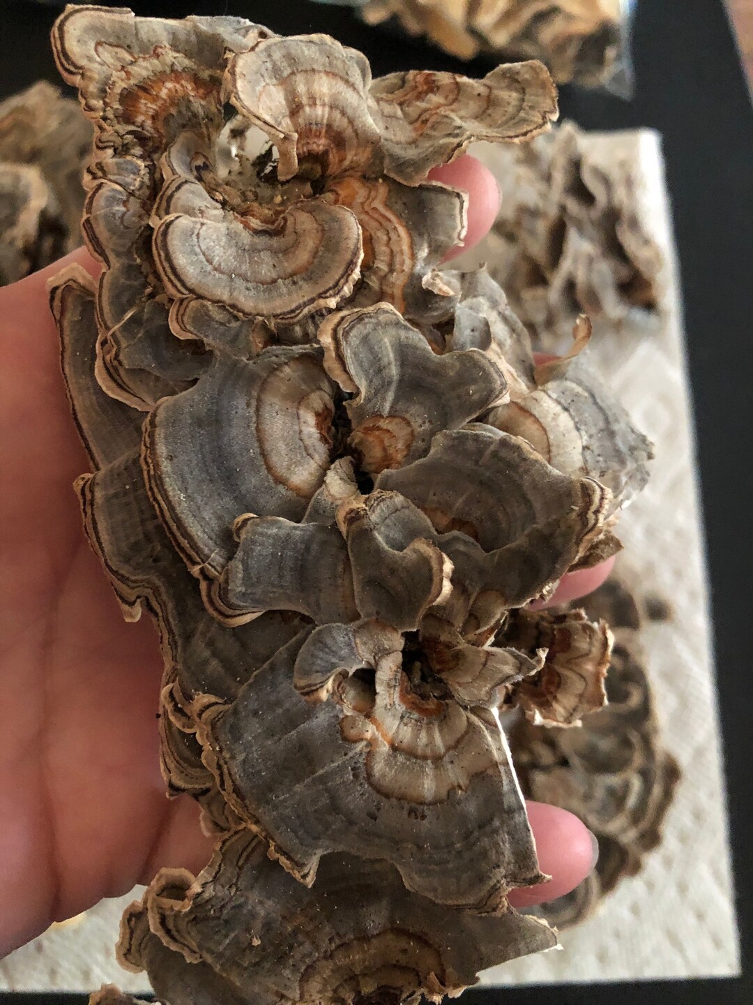 Turkey Tail Samples - Etsy