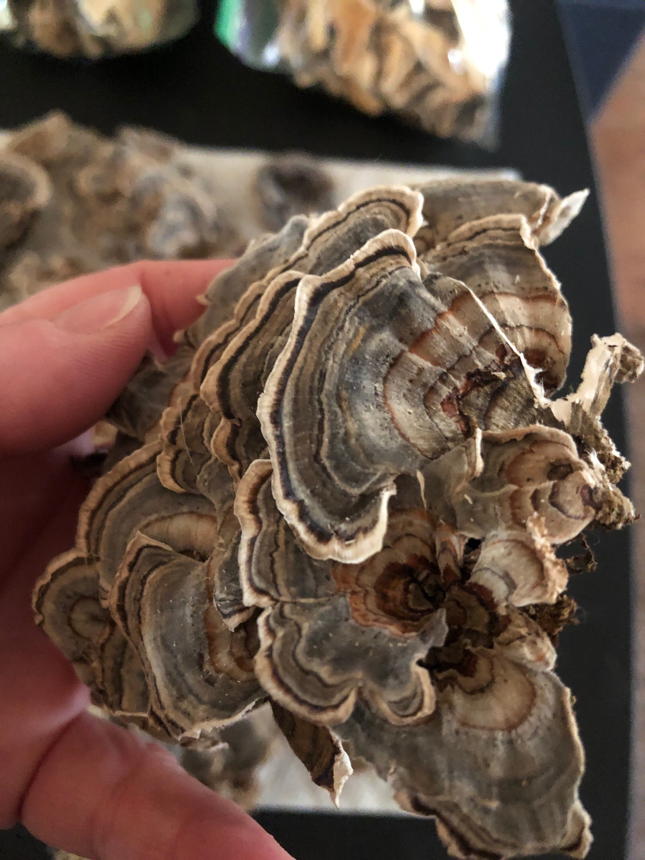 Turkey Tail Samples - Etsy