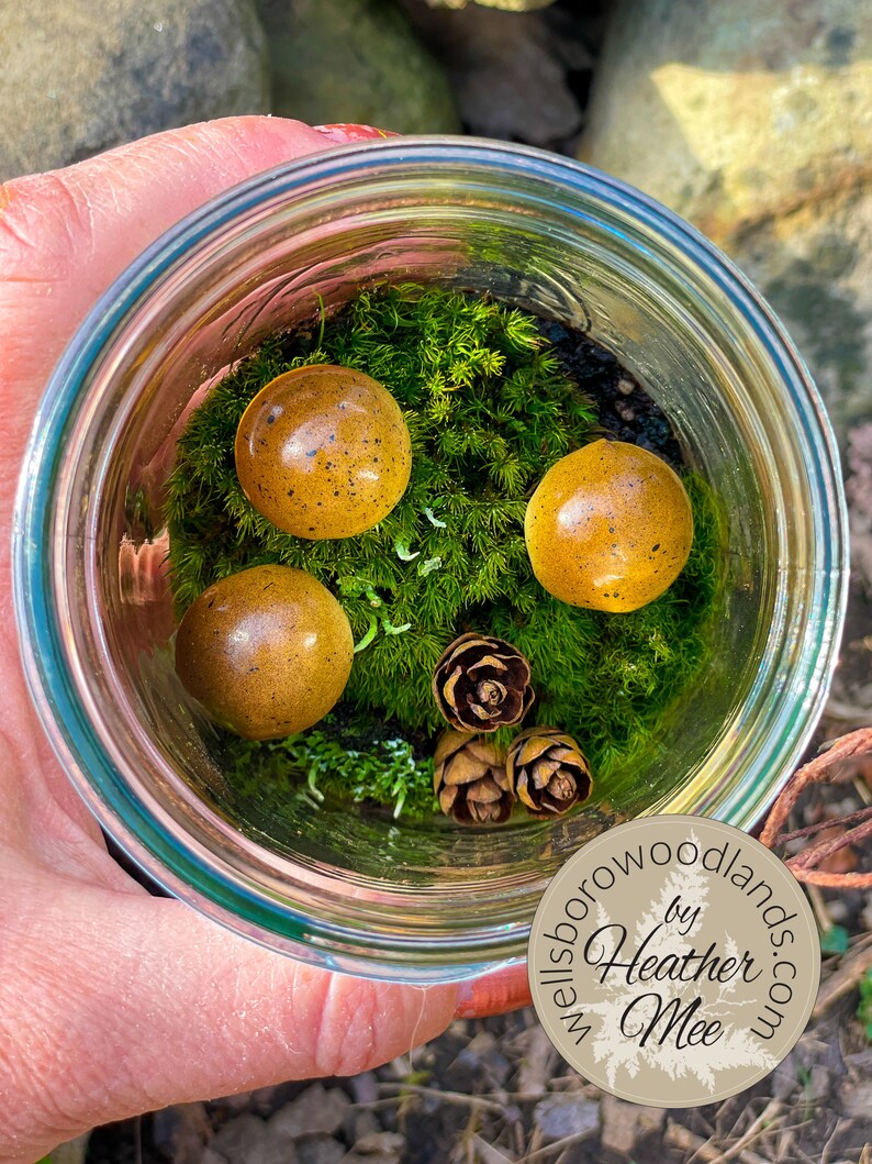 Terrarium Mason Jar, Live Moss, Wooden Lid 1 Pint - Etsy
