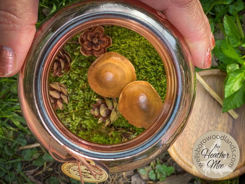 Terrarium Mason Jar, Live Moss, 1 Quart, Solar Lights or Wooden Lid - Etsy