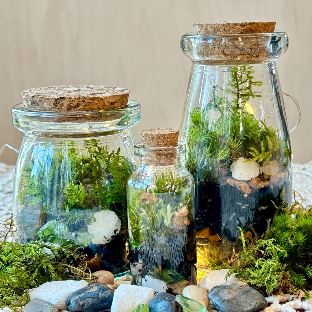 Terrarium Kit With 3 Jars-ii Edition Organic Live Moss, Glass Bottles ...