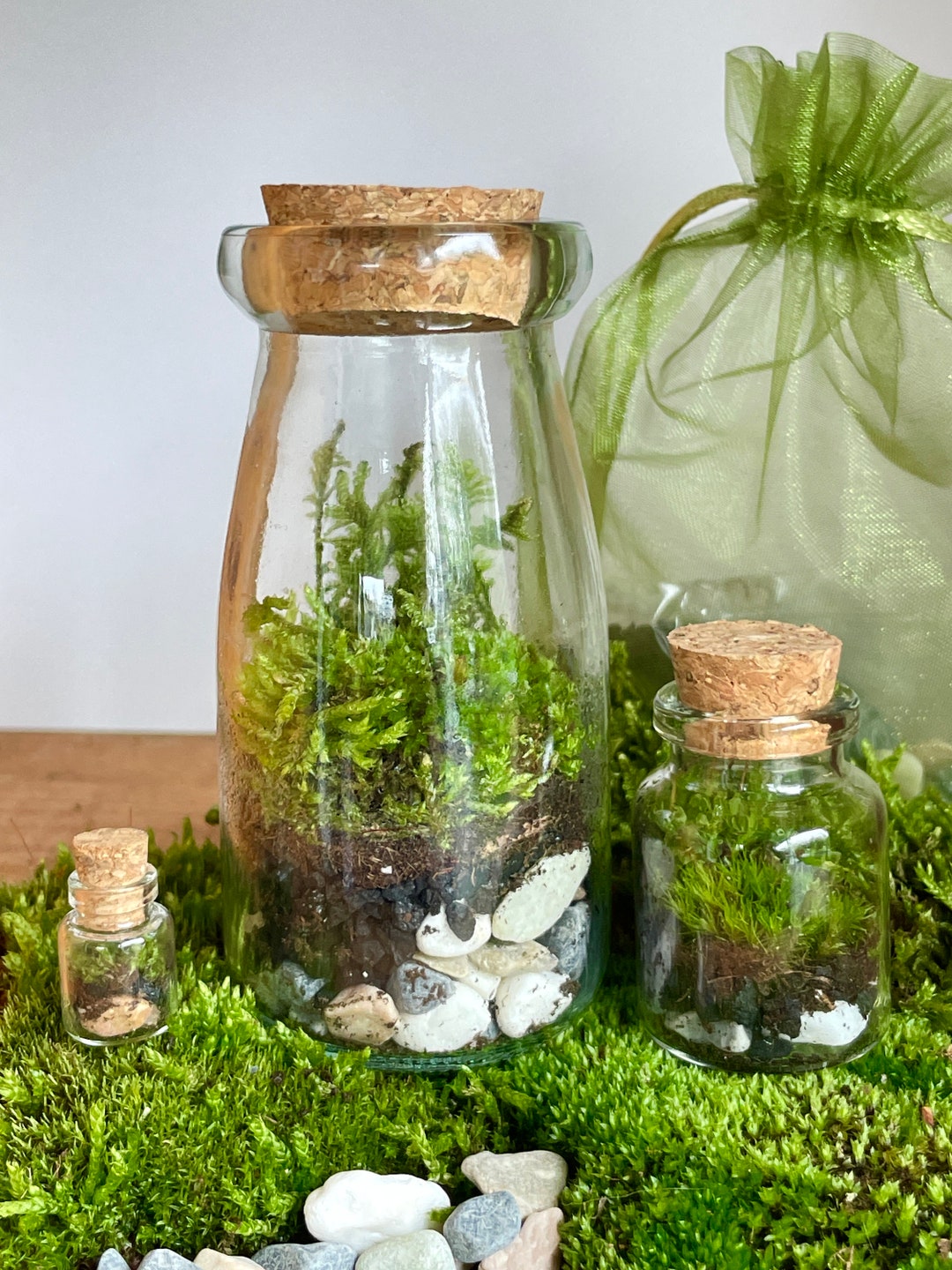 Small DIY Terrarium Kit With 3 Jars, Organic Live Moss, Glass Bottles ...