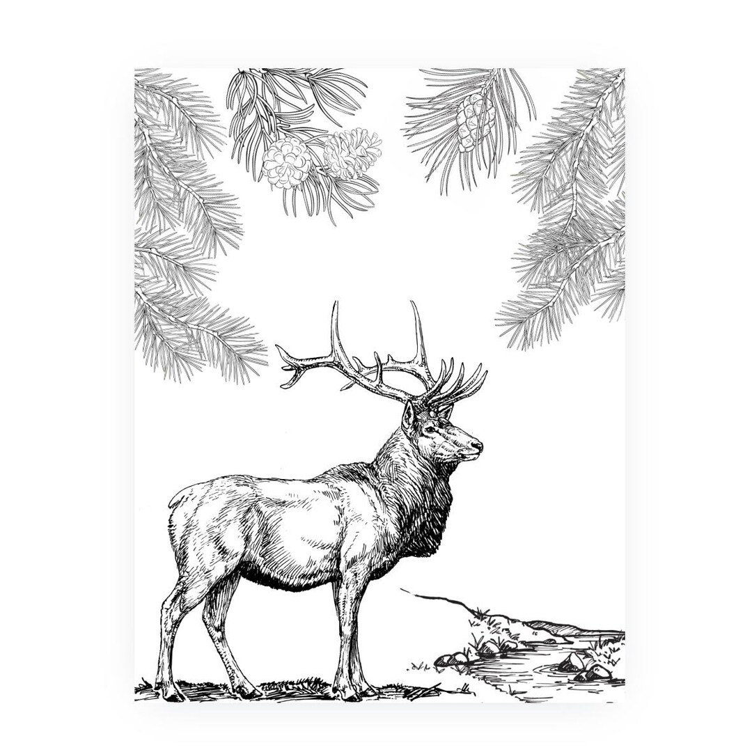 PNW Elk Coloring Page Printable PDF Download - Etsy