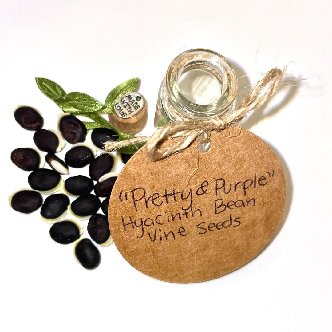 Our “pretty & Purple” Hyacinth Bean Vine Seeds - Etsy