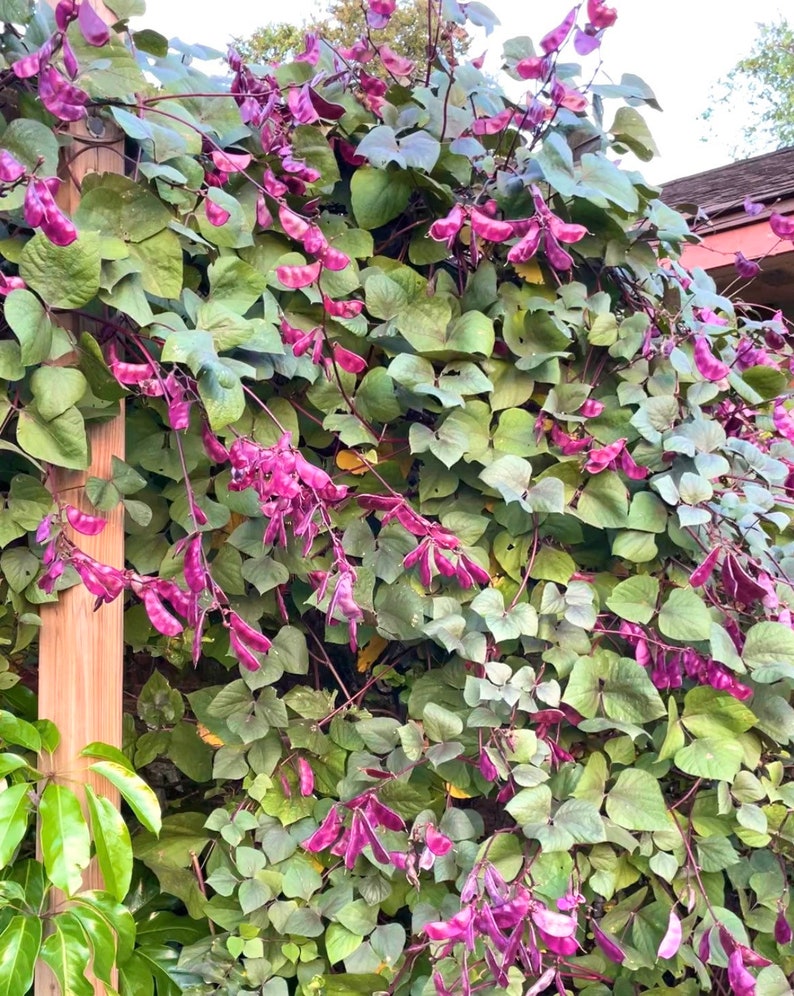 Our pretty & Purple Hyacinth Bean Vine Seeds - Etsy