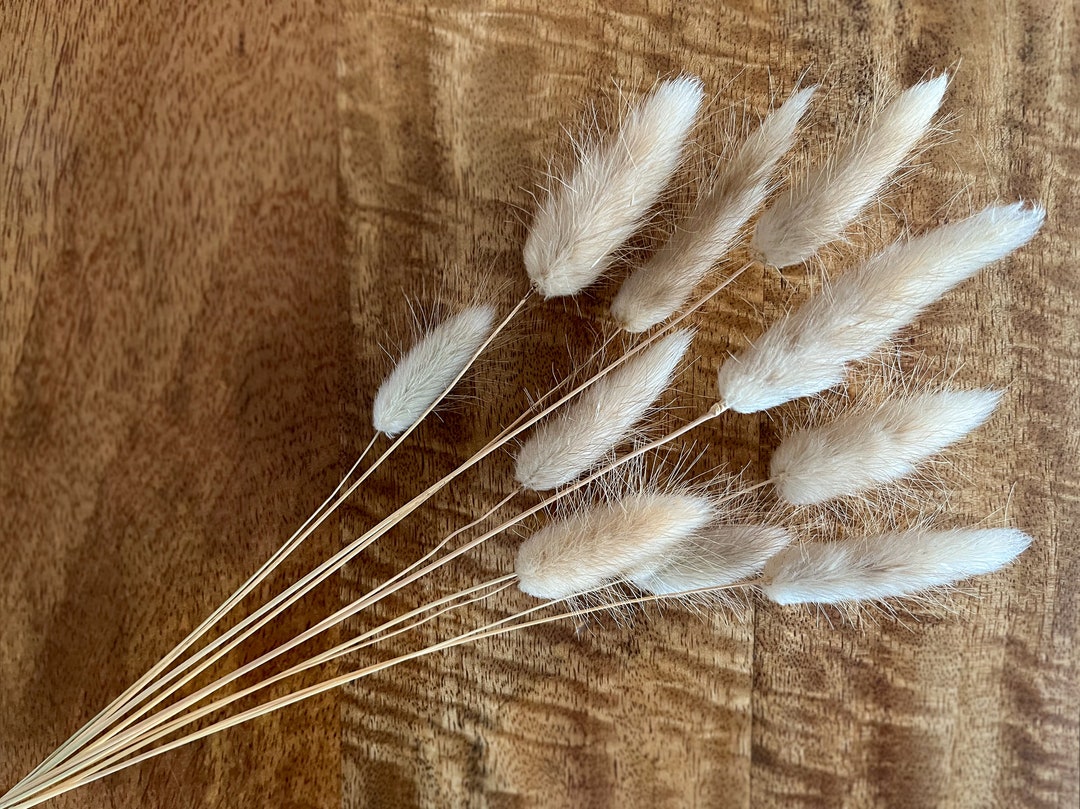 Mini Bunch Natural Bunny Tails | Small Bunch Dried Flowers | Lagurus ...