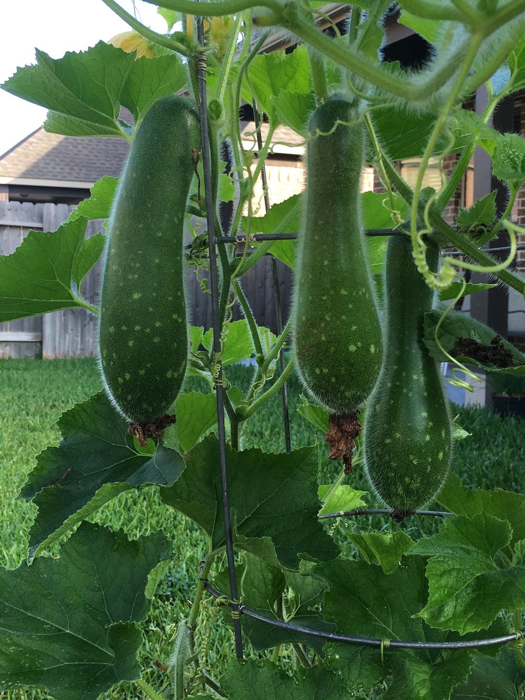 Organic Fuzzy Melon/hairy Melon/ Gourd/fuzzy Squash/hairy - Etsy