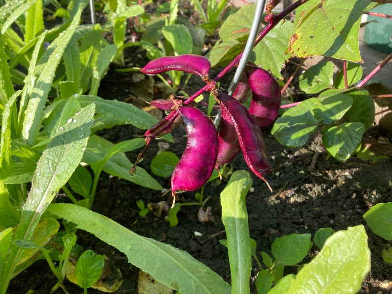 Organic Purple Hyacinth Bean Seeds Lablab Purpureus - Etsy