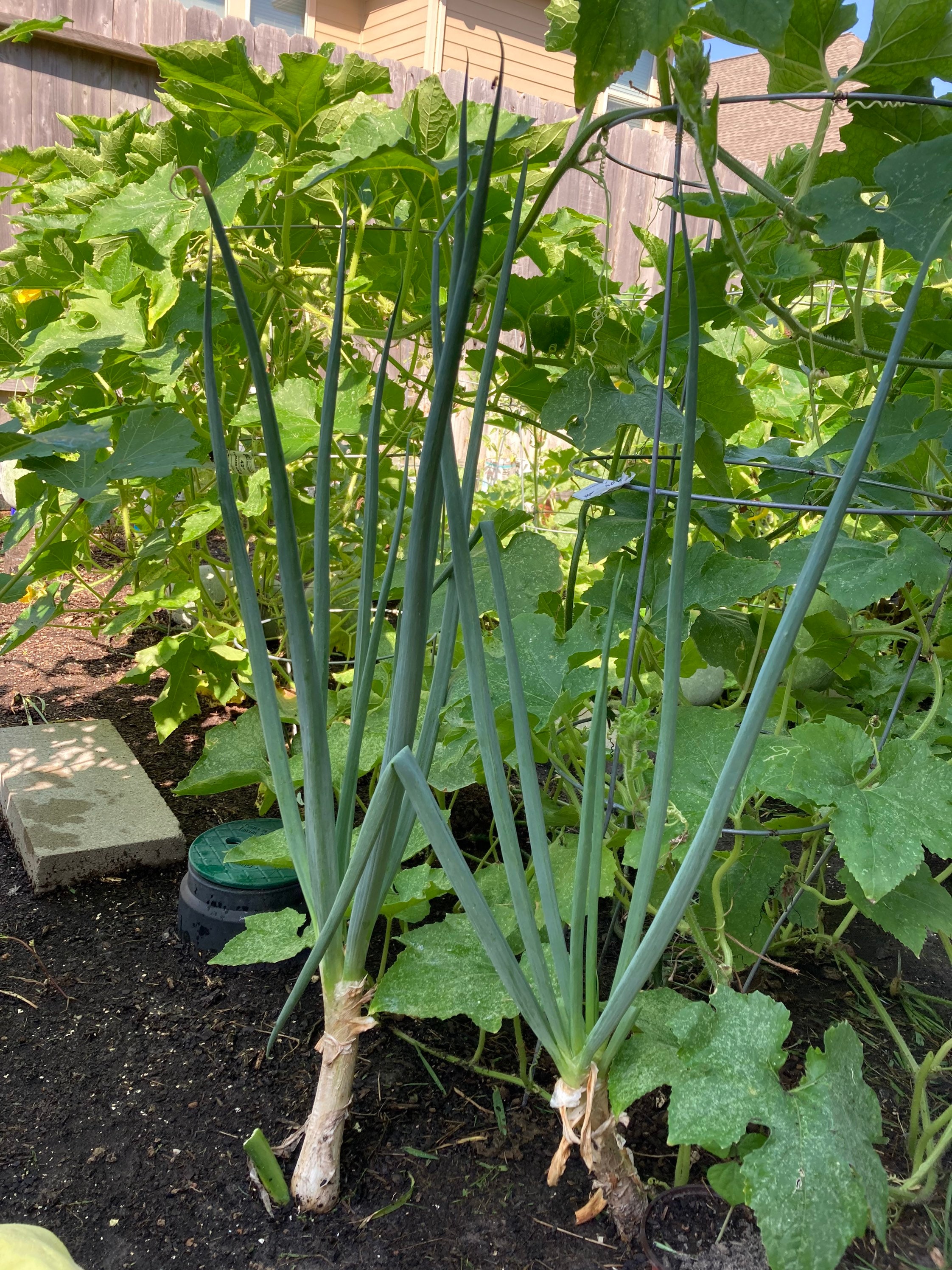 Organic Spring Onion/heirloom Long White Evergreen Spring Onion Seeds ...