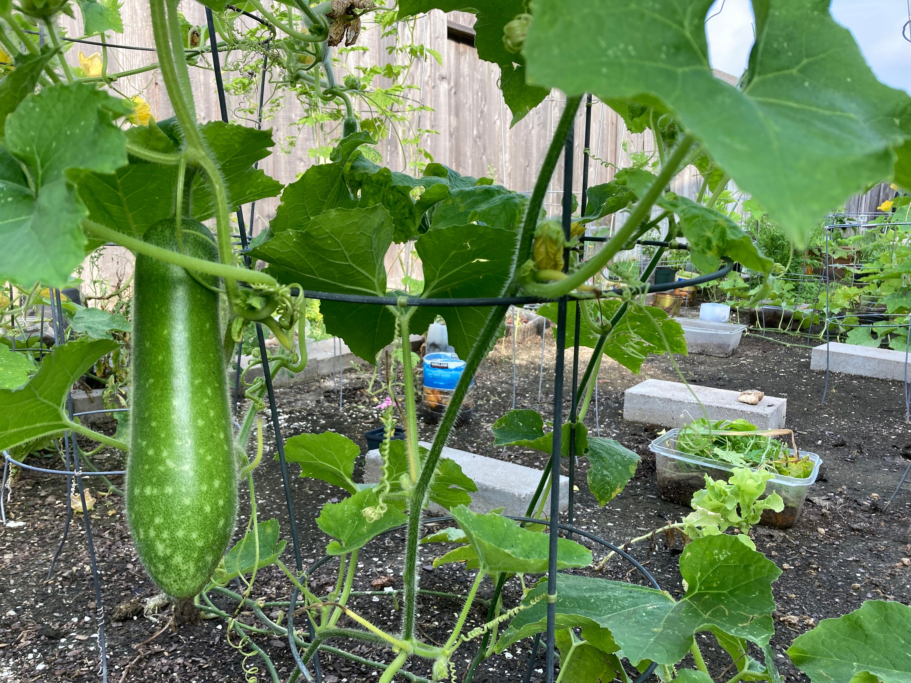 Organic Fuzzy Melon Seeds - Product of 2025 - Etsy