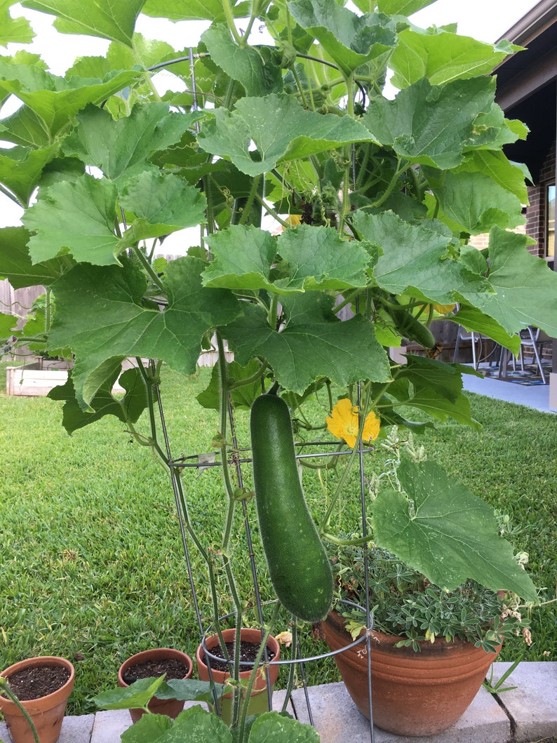 Organic Fuzzy Melon/hairy Melon/ Gourd/fuzzy Squash/hairy Cucumber/gua ...