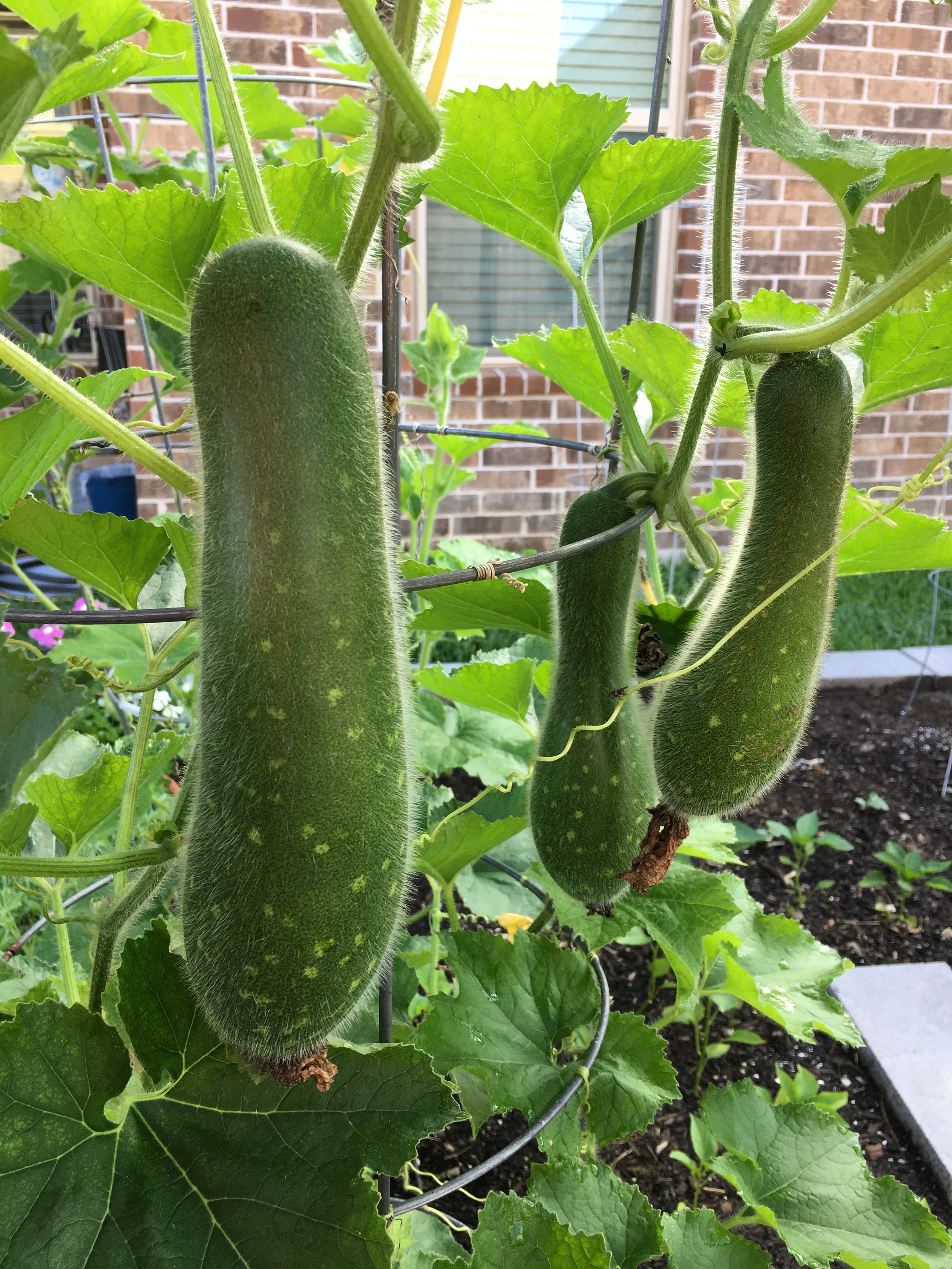 Organic Fuzzy Melon/hairy Melon/ Gourd/fuzzy Squash/hairy Cucumber/gua ...