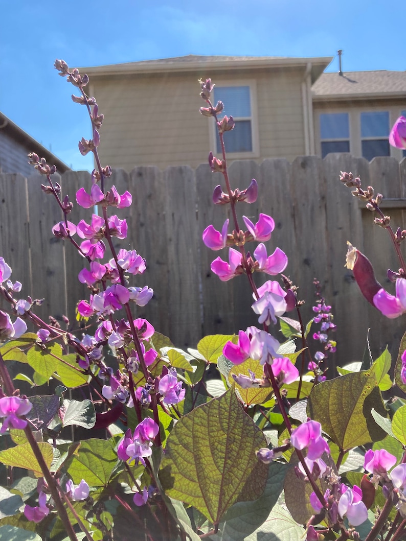 Organic Purple Hyacinth Bean Seeds Lablab Purpureus - Etsy
