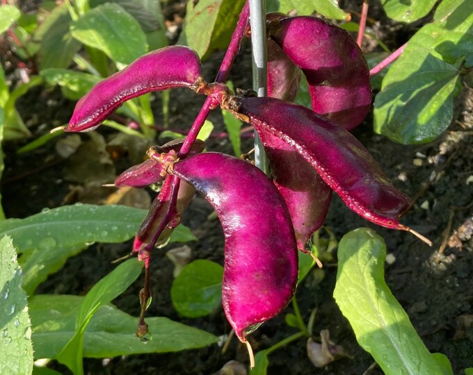 Organic Purple Hyacinth Bean Seeds Lablab Purpureus - Etsy