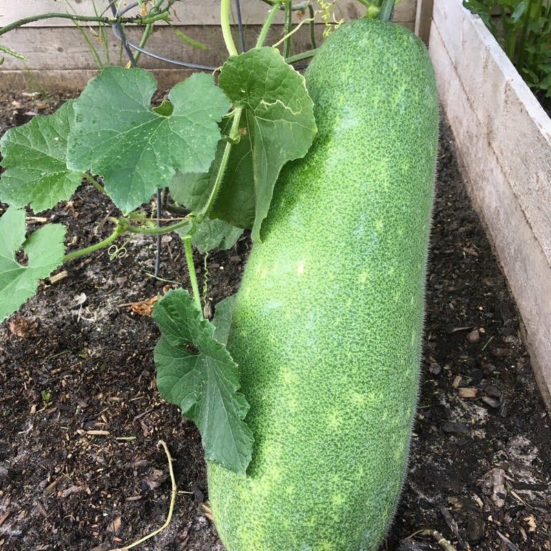 Gourd - Etsy
