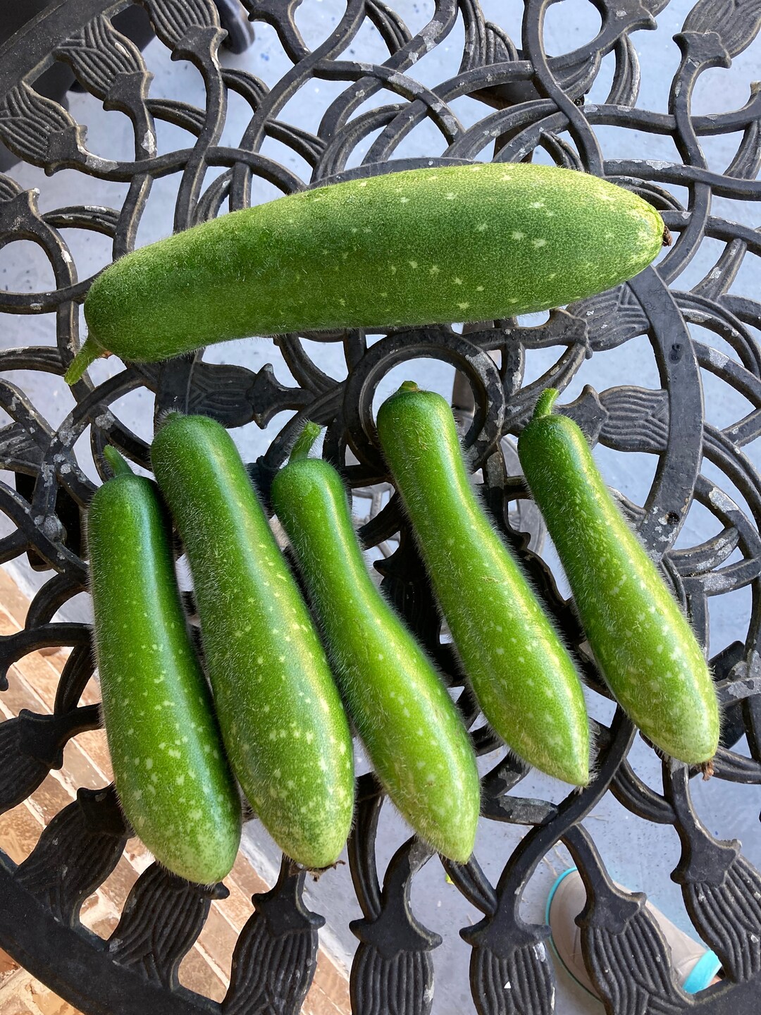 Organic Fuzzy Melon Seeds - Product of 2025 - Etsy