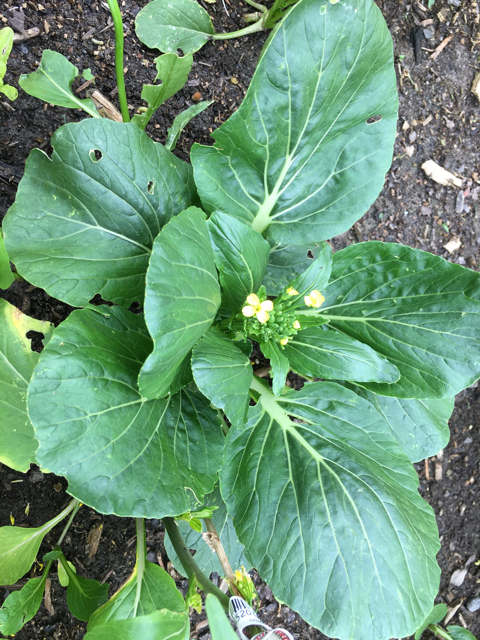 Organic Pak Choi Seeds/ Bok Choy Seeds - Etsy