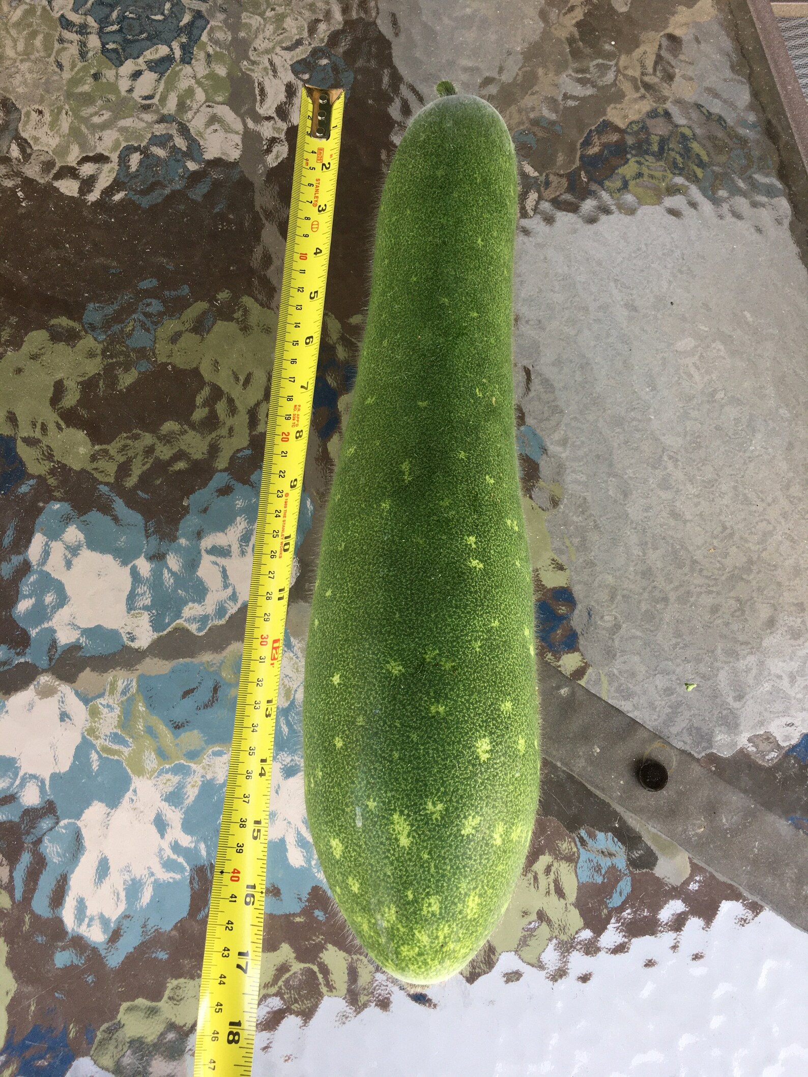 Organic Fuzzy Melon/hairy Melon/ Gourd/fuzzy Squash/hairy Cucumber/gua ...