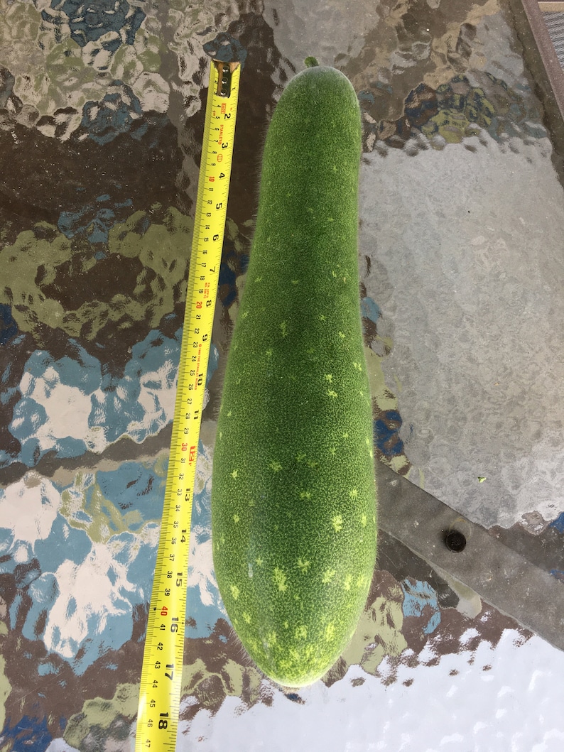 Organic Fuzzy Melon Seeds - Product of 2025 - Etsy