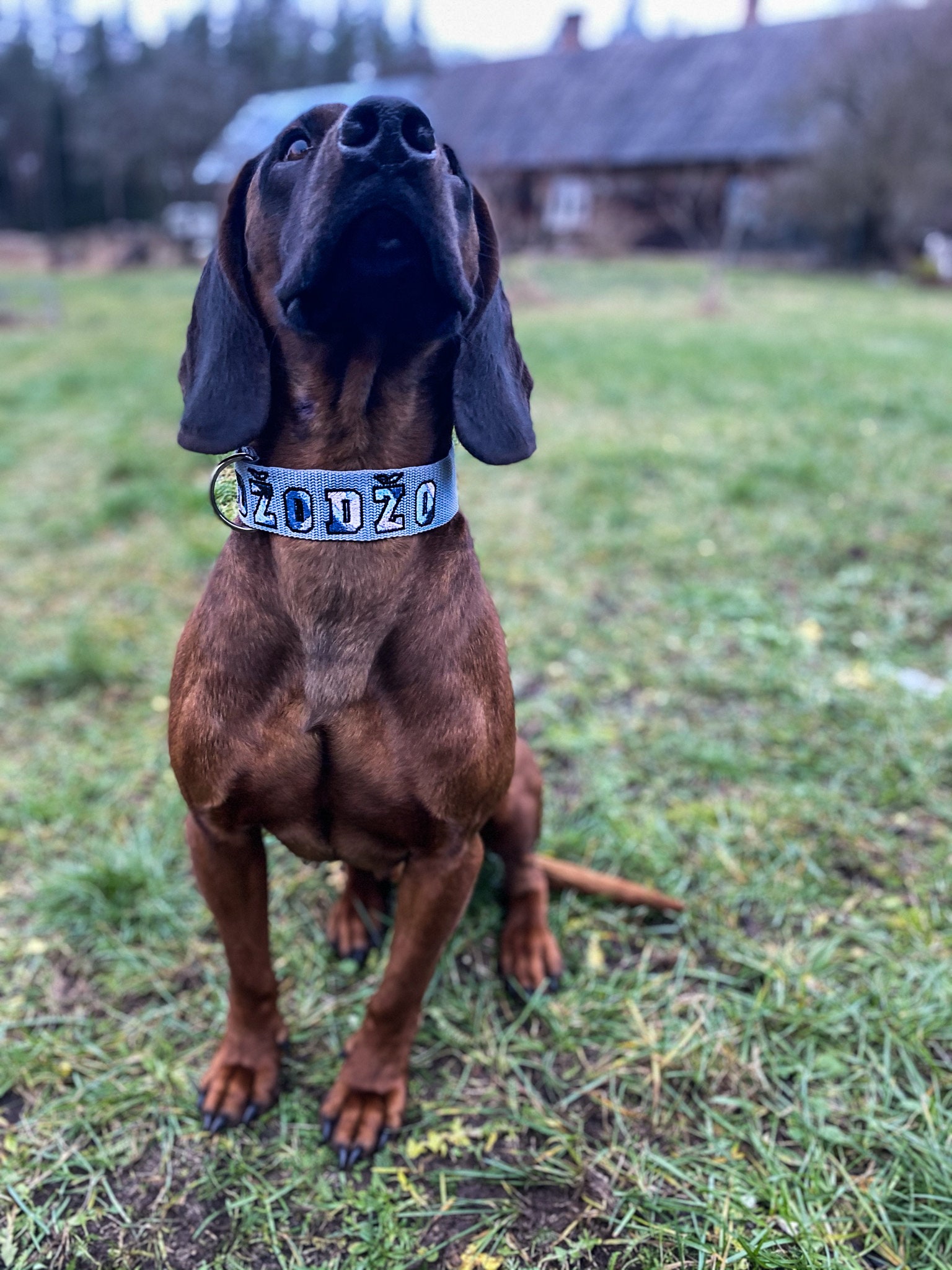 Collar de perro personalizado bordado con nombre y número de | Etsy