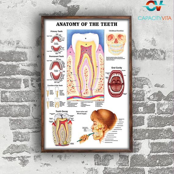 Dentist Poster Anatomy Of The Teeth Protecting Teeth And Gums | Etsy