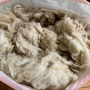 Raw Organic Sheep Wool: 4.92 Lbs for Spinning, Weaving, Felting - Etsy