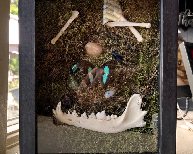Oddities Shadowbox Display Bone Display Shadowbox Art Display Butterfly ...