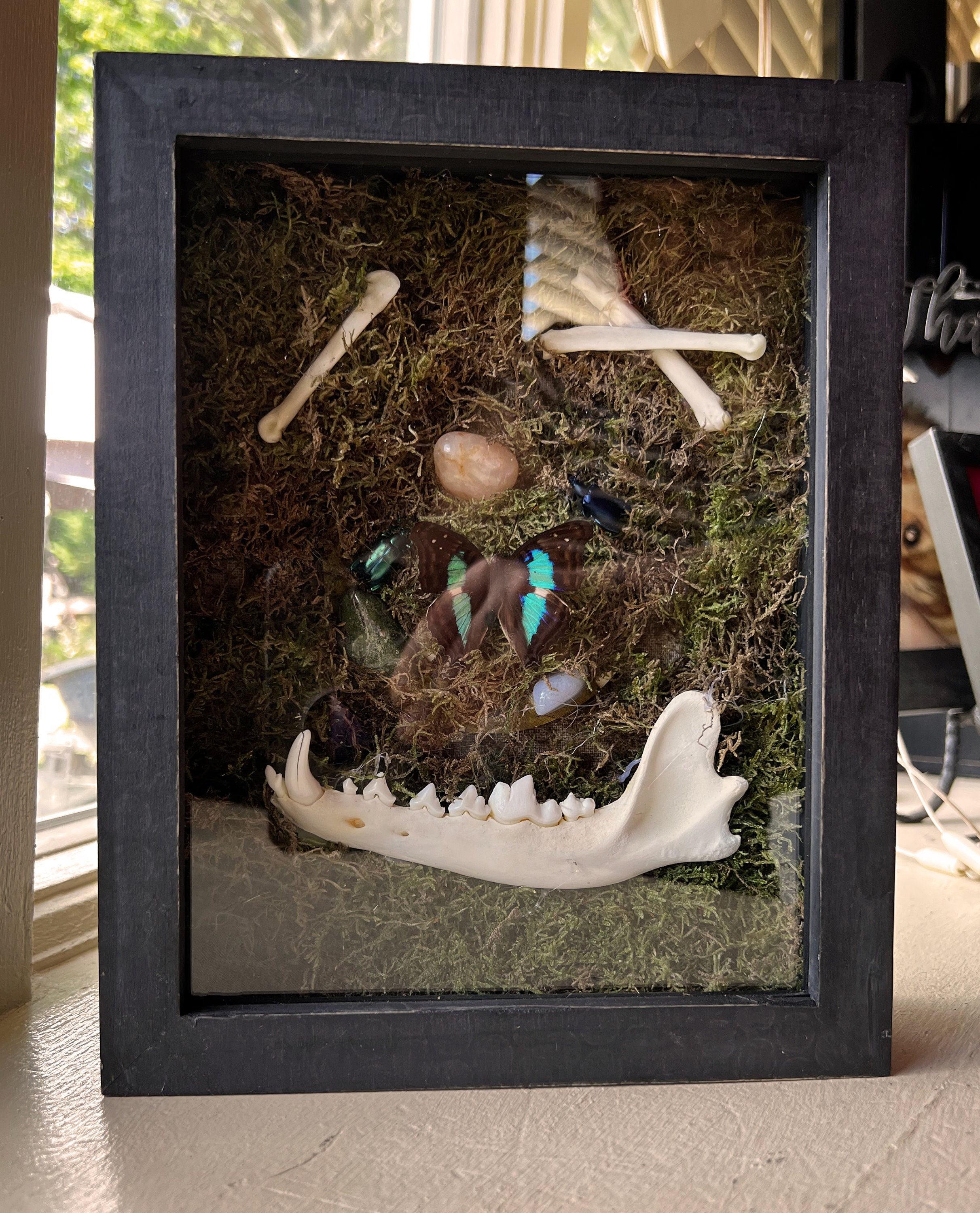 Oddities Shadowbox Display Bone Display Shadowbox Art Display Butterfly ...