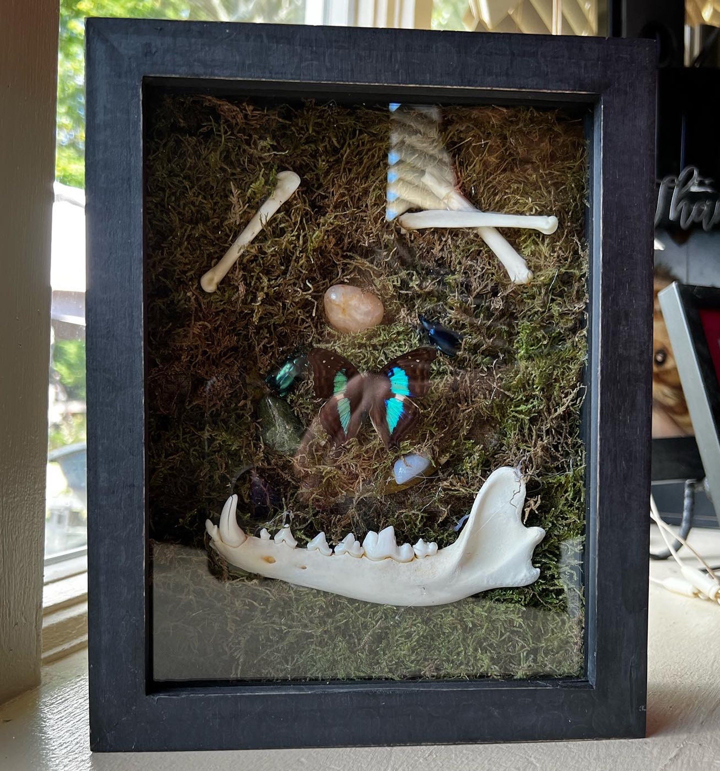 Oddities Shadowbox Display Bone Display Shadowbox Art Display Butterfly ...