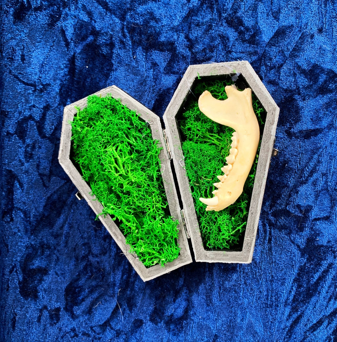 Wooden Coffin Bone Home Decor Display Real Bone Home Decor Taxidermy ...