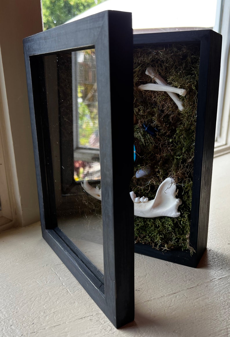 Oddities Shadowbox Display Bone Display Shadowbox Art Display - Etsy