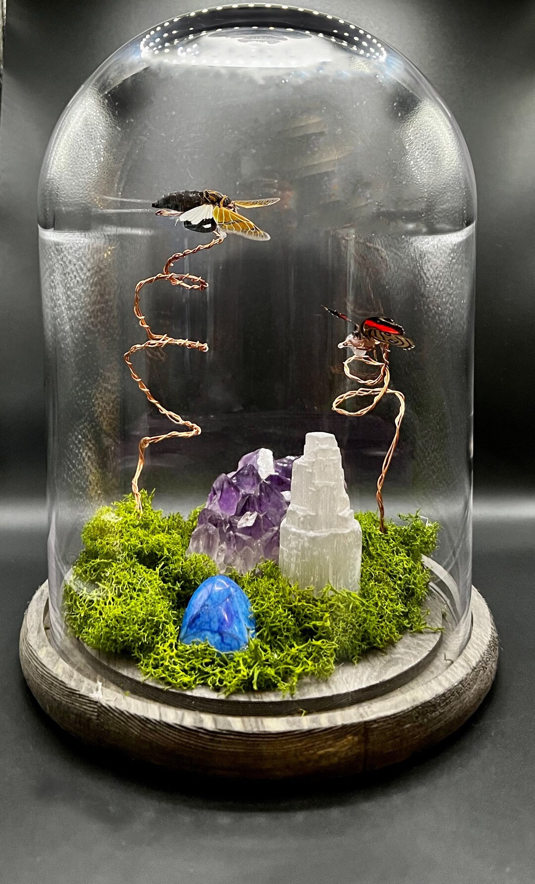 Cicada Butterfly Crystal Real Glass Dome Display Moth Home Decor ...
