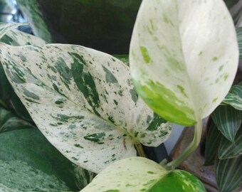 Snow Queen Pothos - Etsy