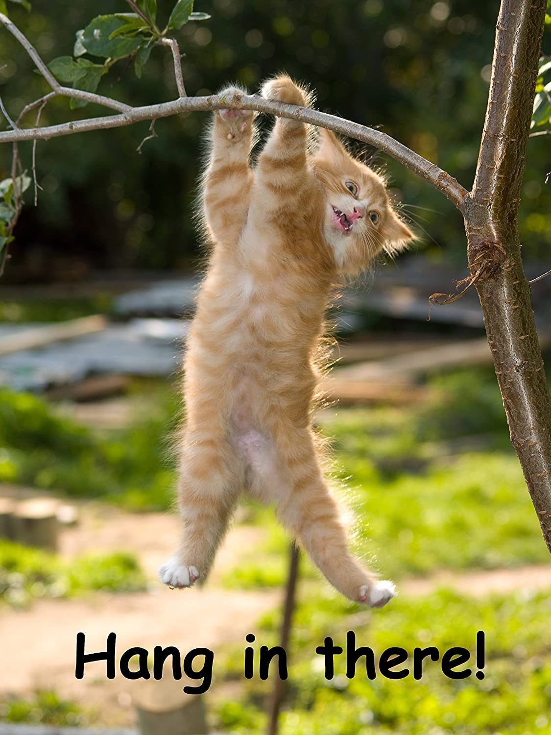 Hang In There Cat Poster Vintage Hang in There Poster | Etsy Hang In There Cat Poster Vintage Hang in There Poster | Etsy