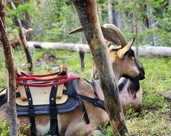 Goat or Small Mini Horse Adjustable Pack Saddle - Etsy